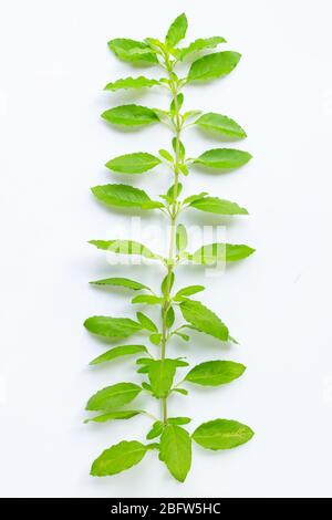Holy basil - sweet basil plant tree leaves fresh green holy basil leaf ...