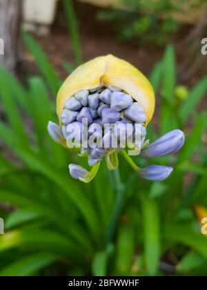 Agapanthus midnight blue flowers emerging from its bud against a green ...
