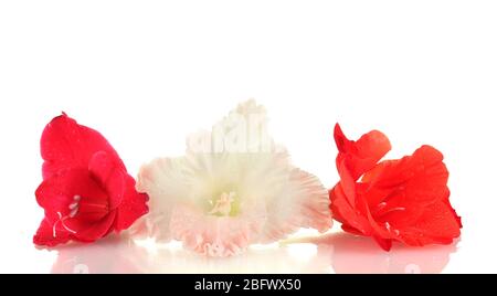 beautiful buds of colorful gladiolus isolated on white close-up Stock ...