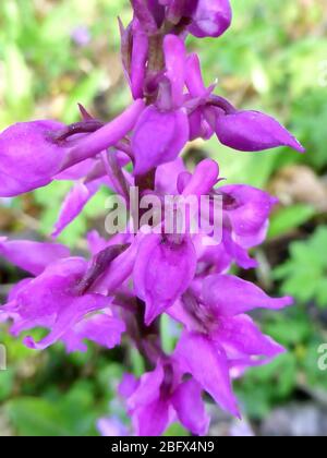 wild orchids in Germany in spring in a forest Stock Photo - Alamy