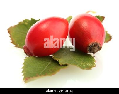 ripe hip roses on green leaves, isolated on white Stock Photo - Alamy