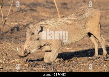 Southern warthog (Phacochoerus africanus sundevallii) walking in high ...