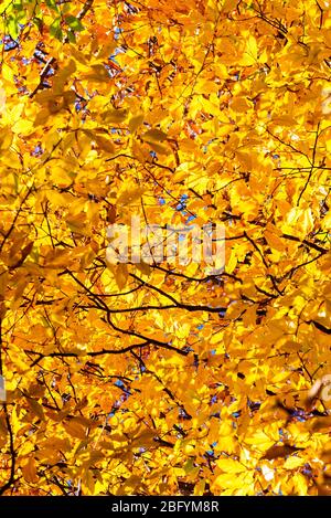 Beautiful composition of yellow and orange autumn leaves on the sun ...