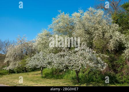 Landscape with flowering fruit trees, Ortenberg, Black Forest, Baden ...