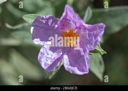Swamp rose violet with blur background Stock Photo - Alamy