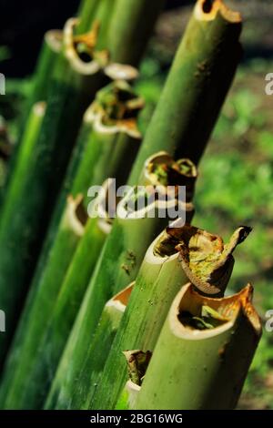 Lemang glutinous rice cooked in hollowed out bamboo tubes, Malaysia ...