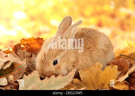 Fluffy foxy rabbit on leaves in park Stock Photo - Alamy