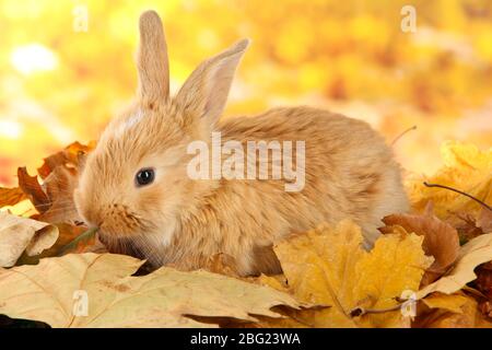 Fluffy foxy rabbit on leaves in park Stock Photo - Alamy