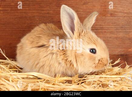 Fluffy foxy rabbit in a haystack on wooden background Stock Photo - Alamy