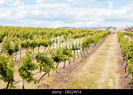 Central Victorian Vineyard in Spring Stock Photo - Alamy
