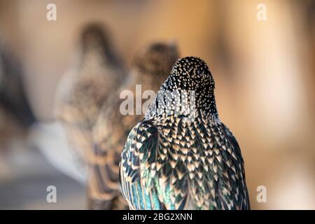 Starling in Hyde Park, London Stock Photo - Alamy