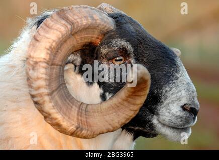 Scottish Blackface Sheep, male, domestic sheep Stock Photo - Alamy