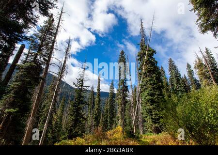 Western Larch trees, Larix occidentalis, aglow in fall foliage on a ...