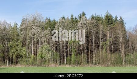 Mixed Coniferous Deciduous Forest of White Birch Maples Fir & Spruce ...