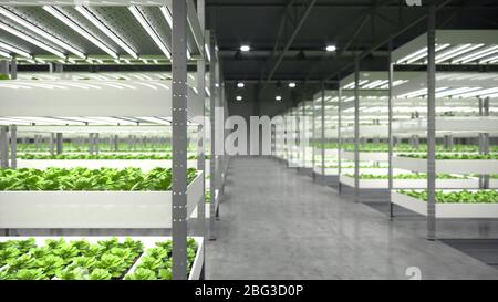 Indoor hydroponic vegetable plant factory in exhibition space warehouse ...