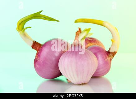 Sprouting onions isolated on white Stock Photo - Alamy
