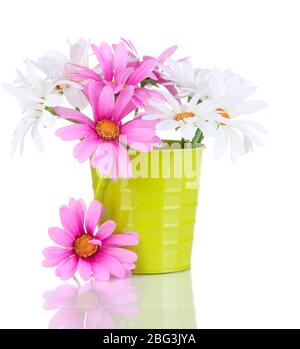 Beautiful daisies in colorful bucket isolated on white Stock Photo - Alamy