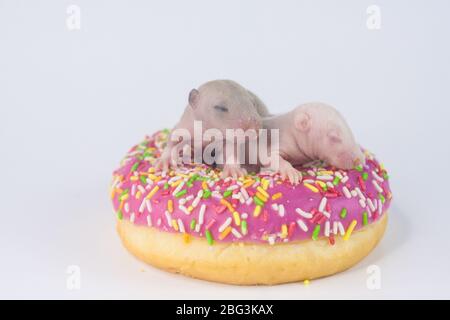 Diet concept. Cute little rats on a pink donut with colored sprinkles ...