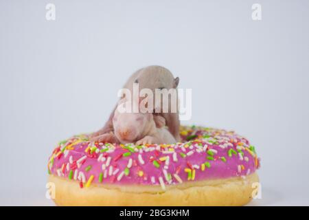 Diet concept. Cute little rats on a pink donut with colored sprinkles ...