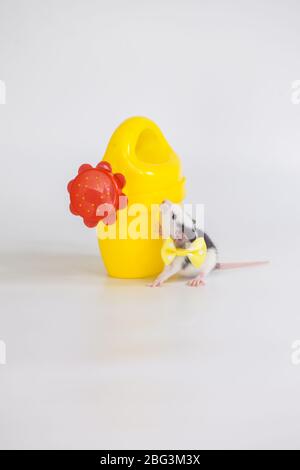 The rat is small with a watering can. The summer season is open Stock ...