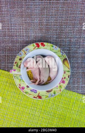 The rat is small in a cup of tea. tea party Stock Photo - Alamy