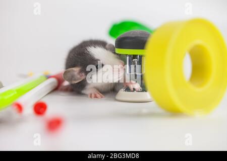 Rat and stationery. Paper rat Clerk Stock Photo - Alamy