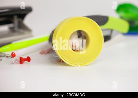 Rat and stationery. Paper rat Clerk Stock Photo - Alamy