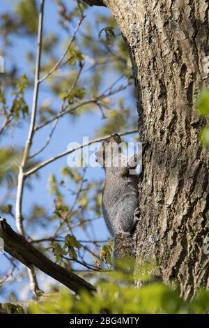 Grey Squirrel (Sciurus carolinensis) resting in a tree Stock Photo - Alamy