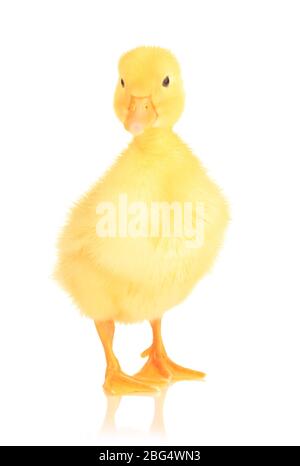 Quacking duck isolated on a white background Stock Photo - Alamy