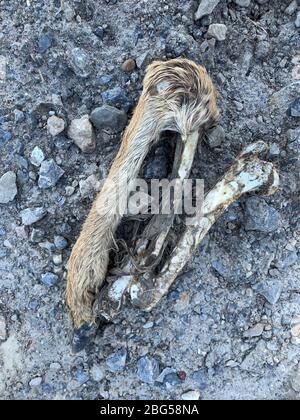 Closeup of a skeleton of a dead deer in the forest on the grass Stock ...