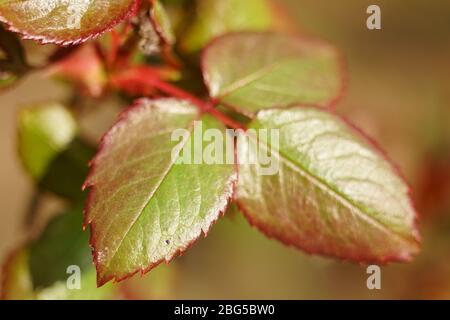 Beautiful macro photo of a fresh rose. Nature flower wedding background ...