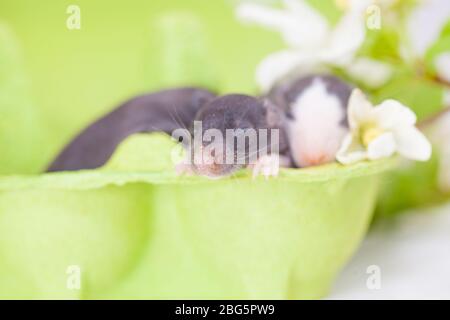 Hello summer, little cute mice among flowers on a bright green ...