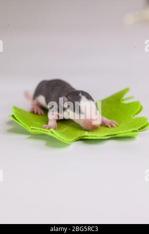 Hello summer, little cute mice among flowers on a bright green ...