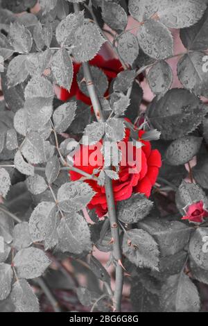 two red roses with water drops,flower in full bloom Stock Photo - Alamy