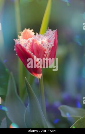 Fringed Tulip Queensland. Pink tulip fringed with white ragged edges ...