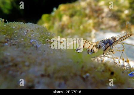 Rockpool prawn, European rock shrimp (Palaemon elegans), female with ...
