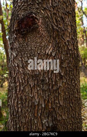 A closeup view of the trunk of a Pacific Madrone tree in Obstruction ...