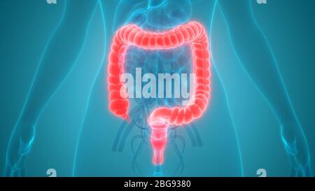 Large intestine appendix anatomy for medical concept 3D illustration ...