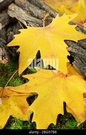 Beautiful autumn leaves near bark on grass Stock Photo - Alamy