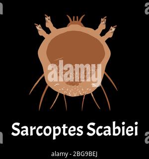Sarcoptes scabiei. scabies. Sexually transmitted disease. Infographics ...