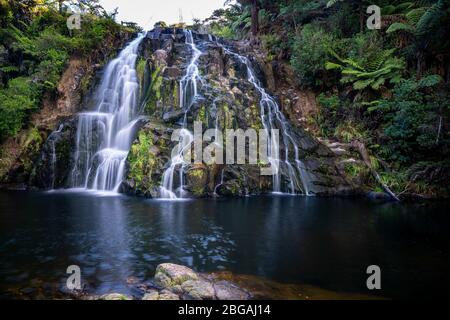 Kaimai Mamaku Forest Park Stock Photo - Alamy