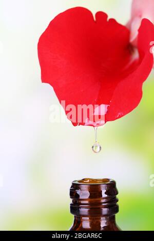 Drop falling from rose petal on natural background Stock Photo - Alamy