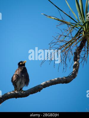 Blackbird perched high on a tree branch Stock Photo - Alamy