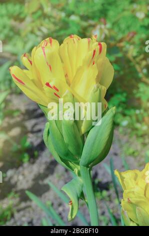 Colorful tulips Fruit Cocktail in the flower garden. Yellow bright ...