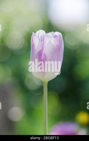 field with pink triumph tulips (variety ‘Supermodel’) in Flevoland ...