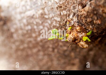 Nature rebirth with small ficus leaves emerging Stock Photo - Alamy