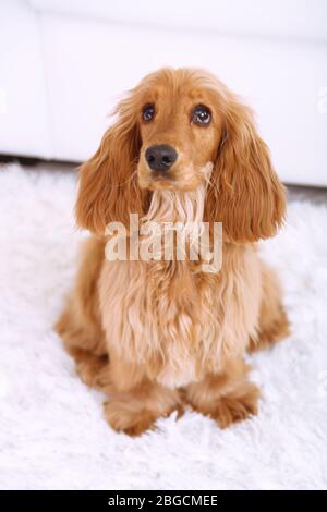 Beautiful cocker spaniel in room Stock Photo - Alamy