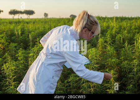 Scientist observing CBD hemp plants on marijuana field and taking notes ...