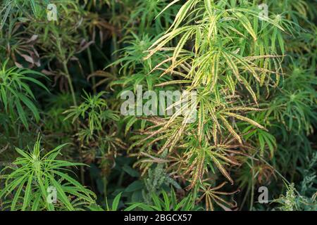Example of bad marijuana CBD hemp plants field. Plants are ill, and ...