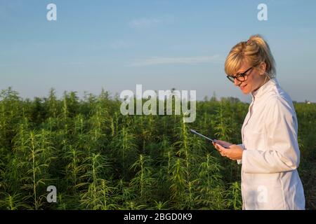 Scientist observing CBD hemp plants on marijuana field and taking notes ...